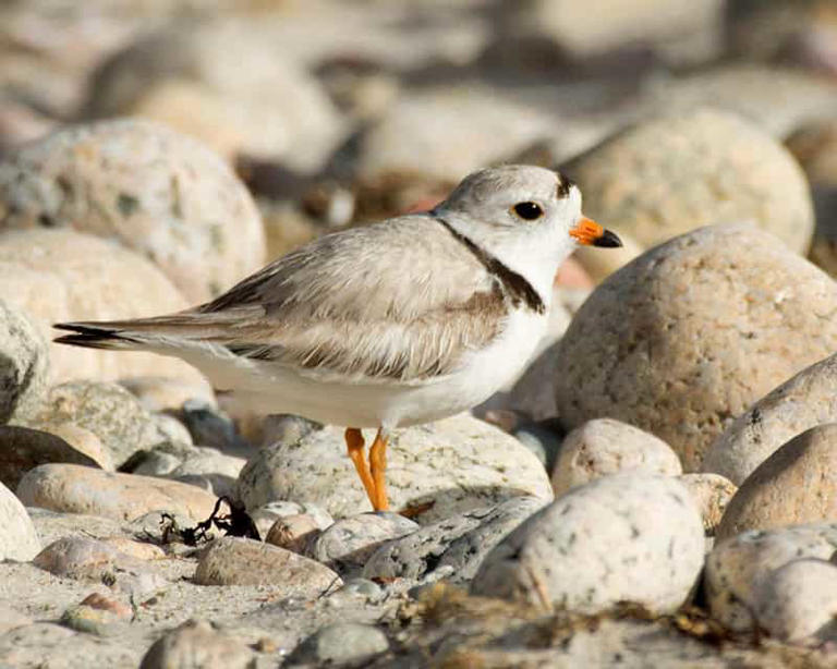 Why Great Lakes piping plovers keep hitting new highs