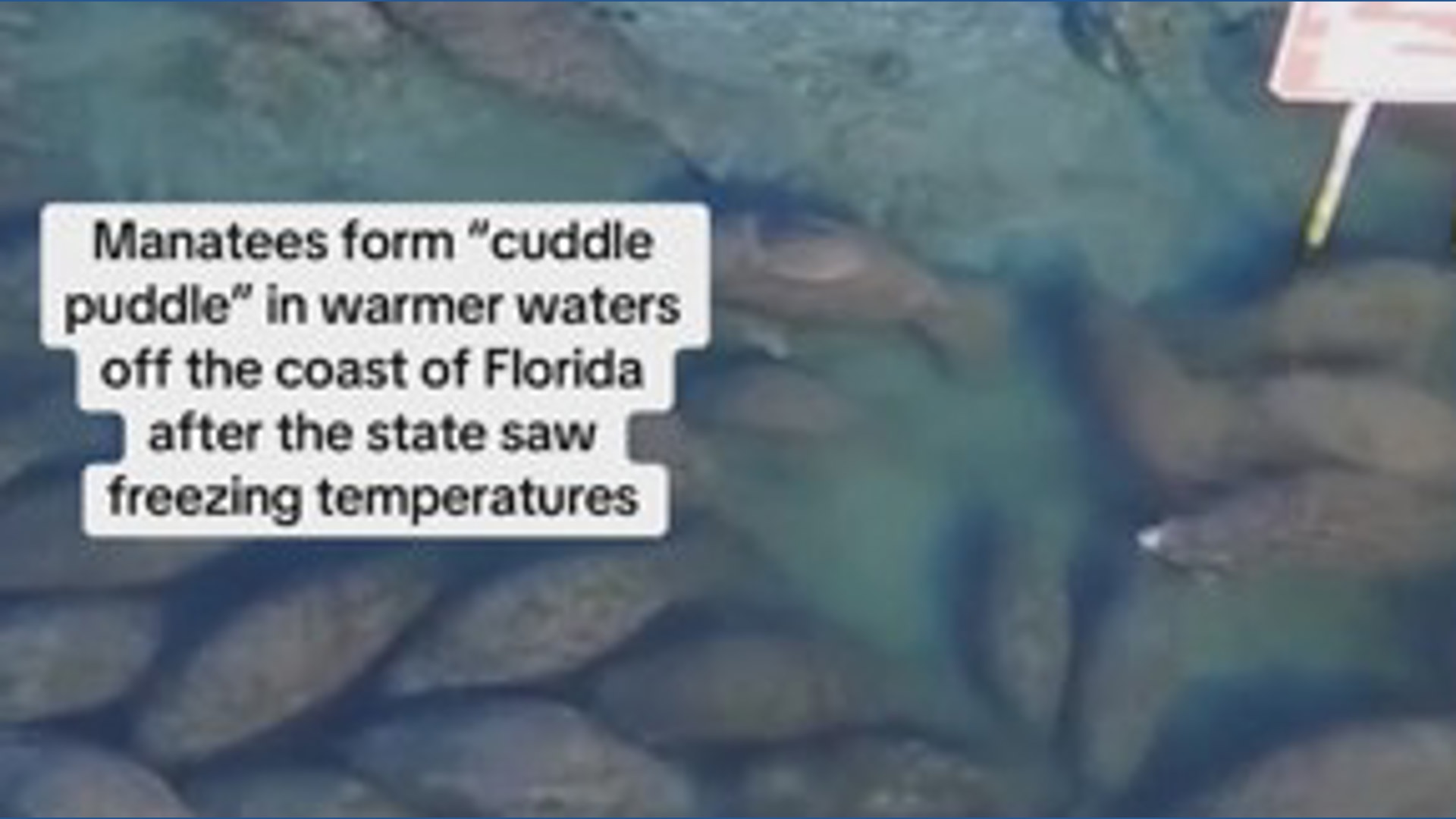 Freezing Florida temperatures mean cuddles for manatees