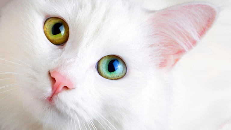 How cats use their eyes to get exactly what they want