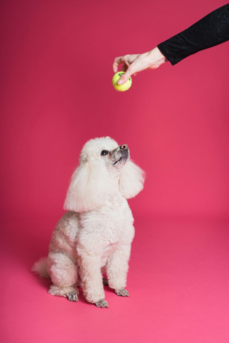 9 dogs that secretly believe they’re human