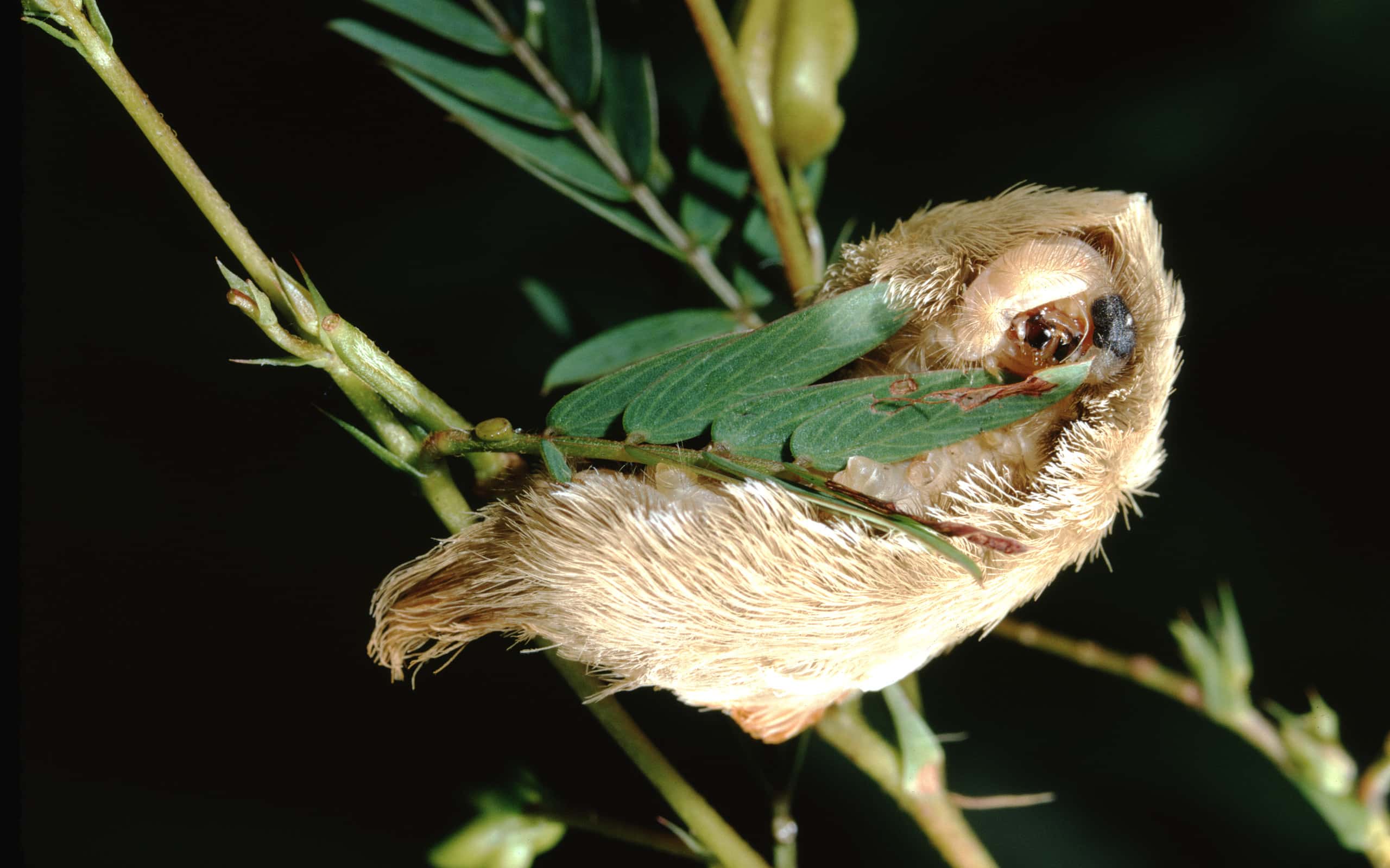 These hunters turn beautiful butterflies into deadly poison darts