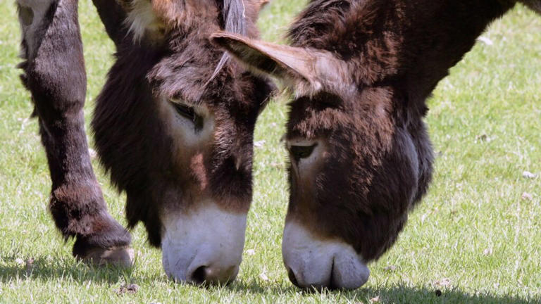 Have you ever wondered what happens when you combine the best horse and ...