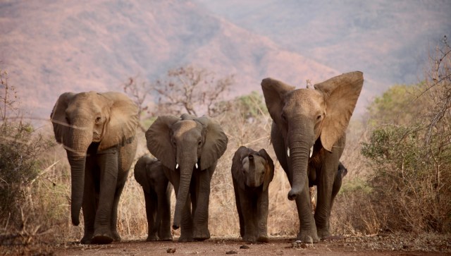 Scientists make stunning discovery while studying elephant dung ...