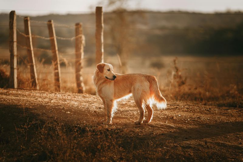 9 dogs that secretly believe they’re human