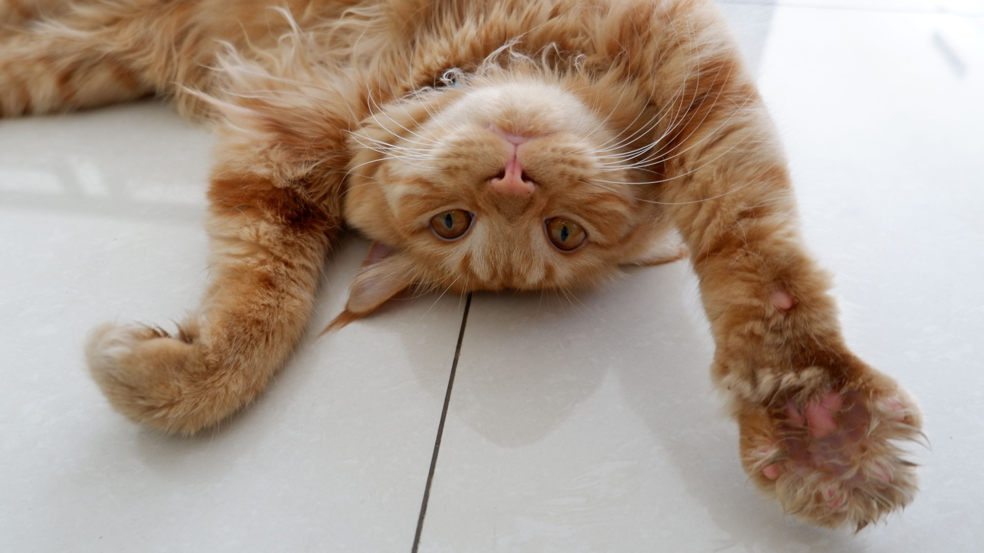 8 weird things cats do to test if you’re trustworthy