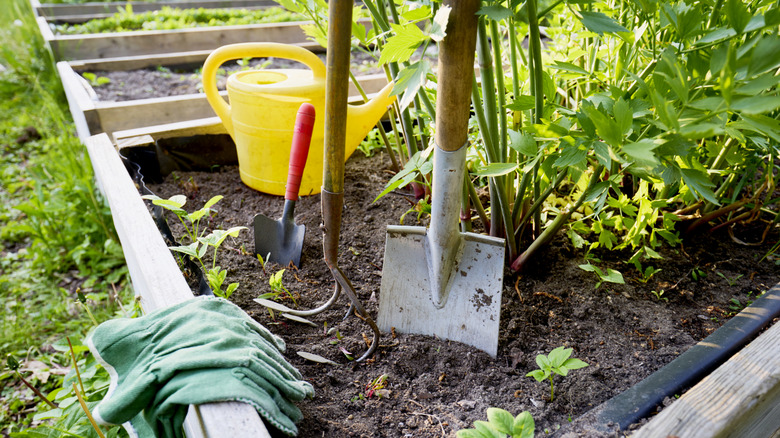 Raised beds vs. in-ground garden beds: Which is overall better?