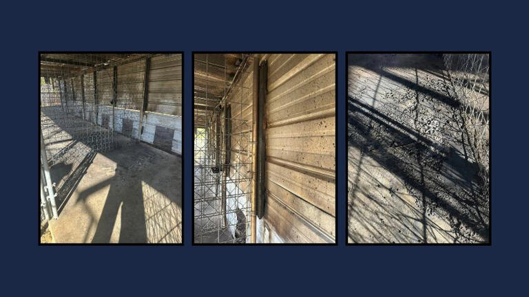 Hamburg dog shelter starts rebuilding after losing everything in ...