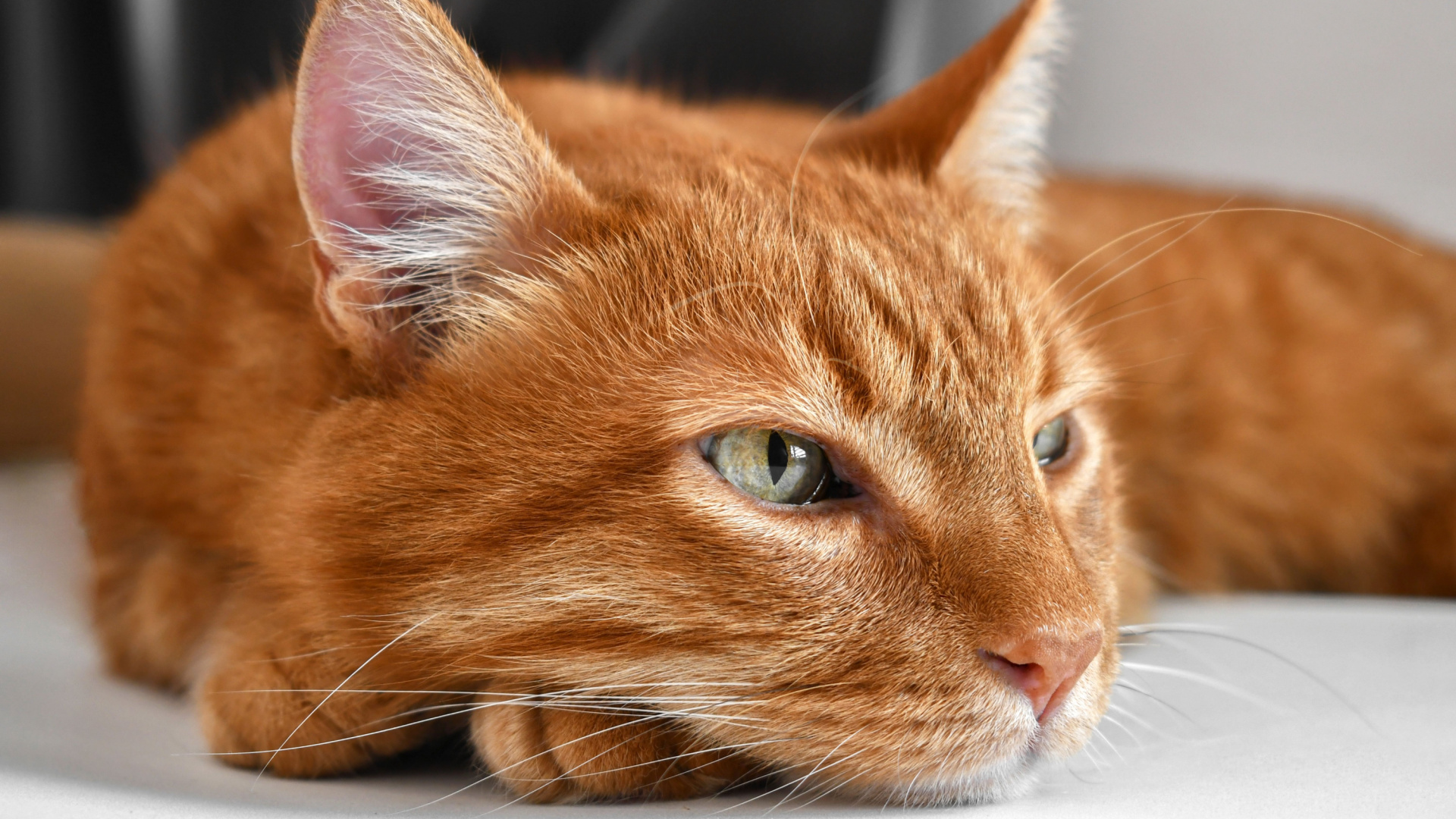 7 cat emotions humans keep misreading