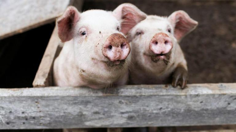 You probably believed these 5 animal myths—but you were fooled, they’re ...