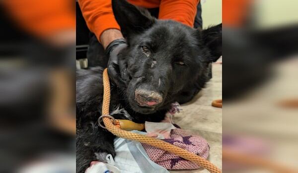 Injured dog found at school bus lot, shelter seeks information