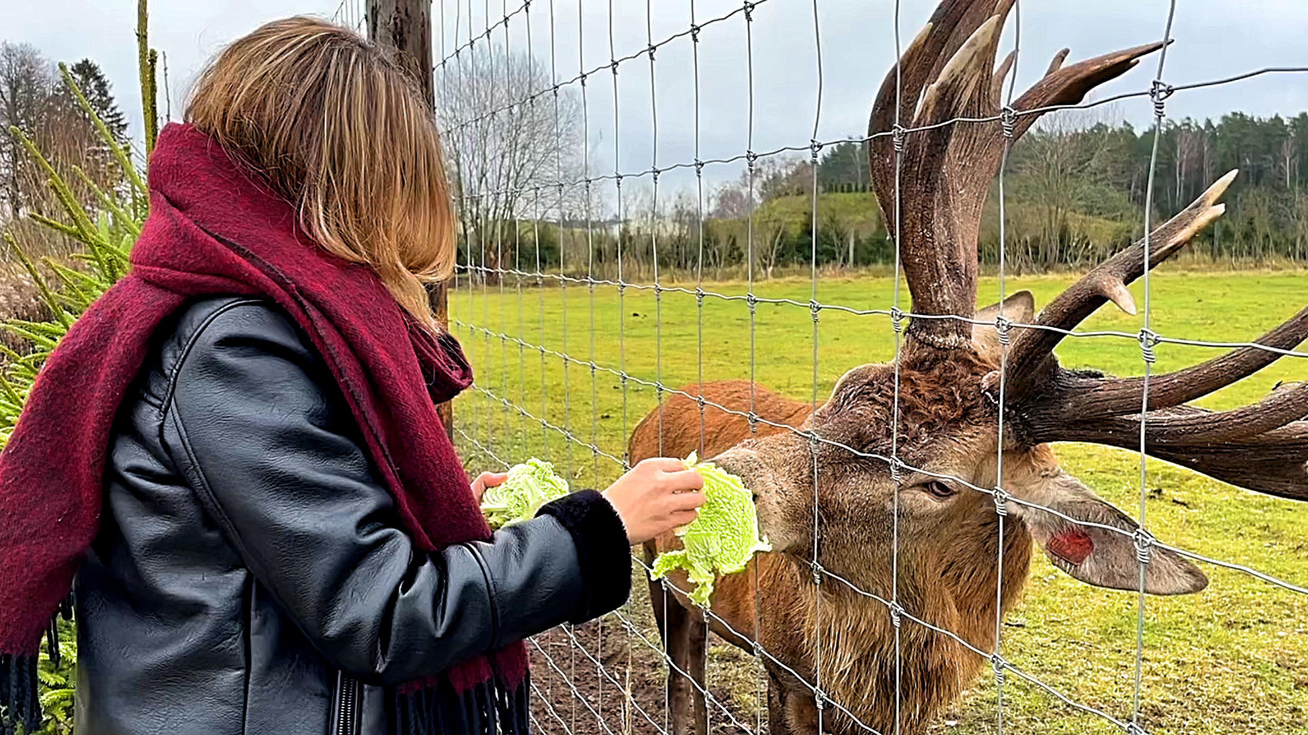 A woman feeds a deer and gets an unexpected reaction