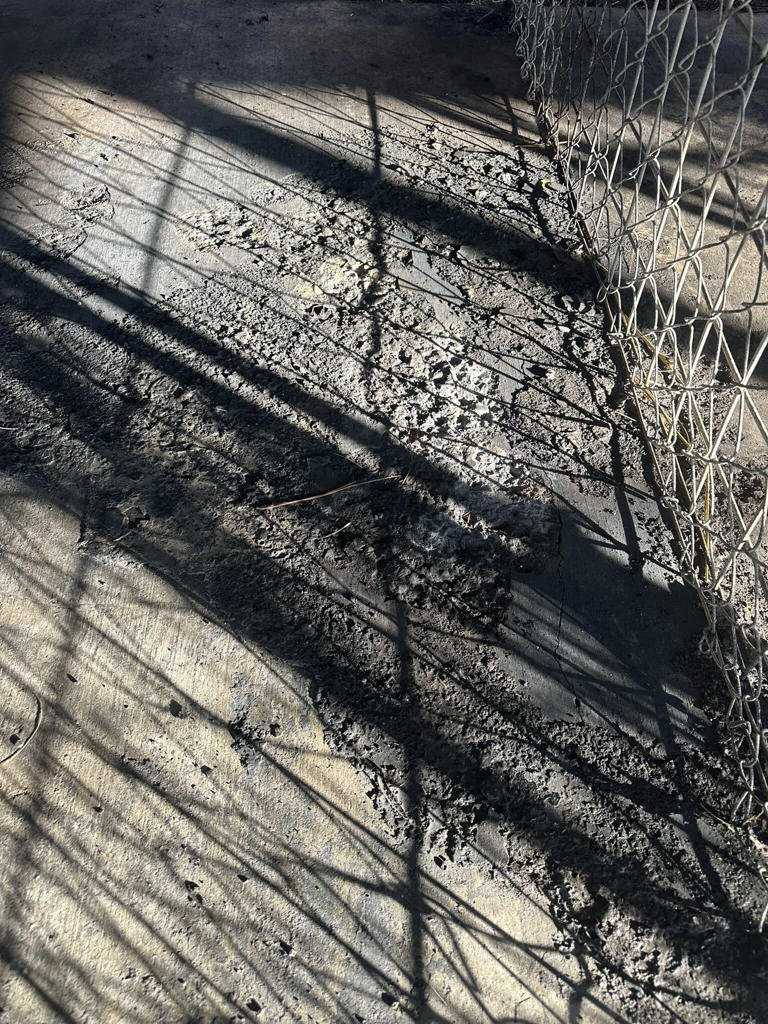 Hamburg dog shelter starts rebuilding after losing everything in ...