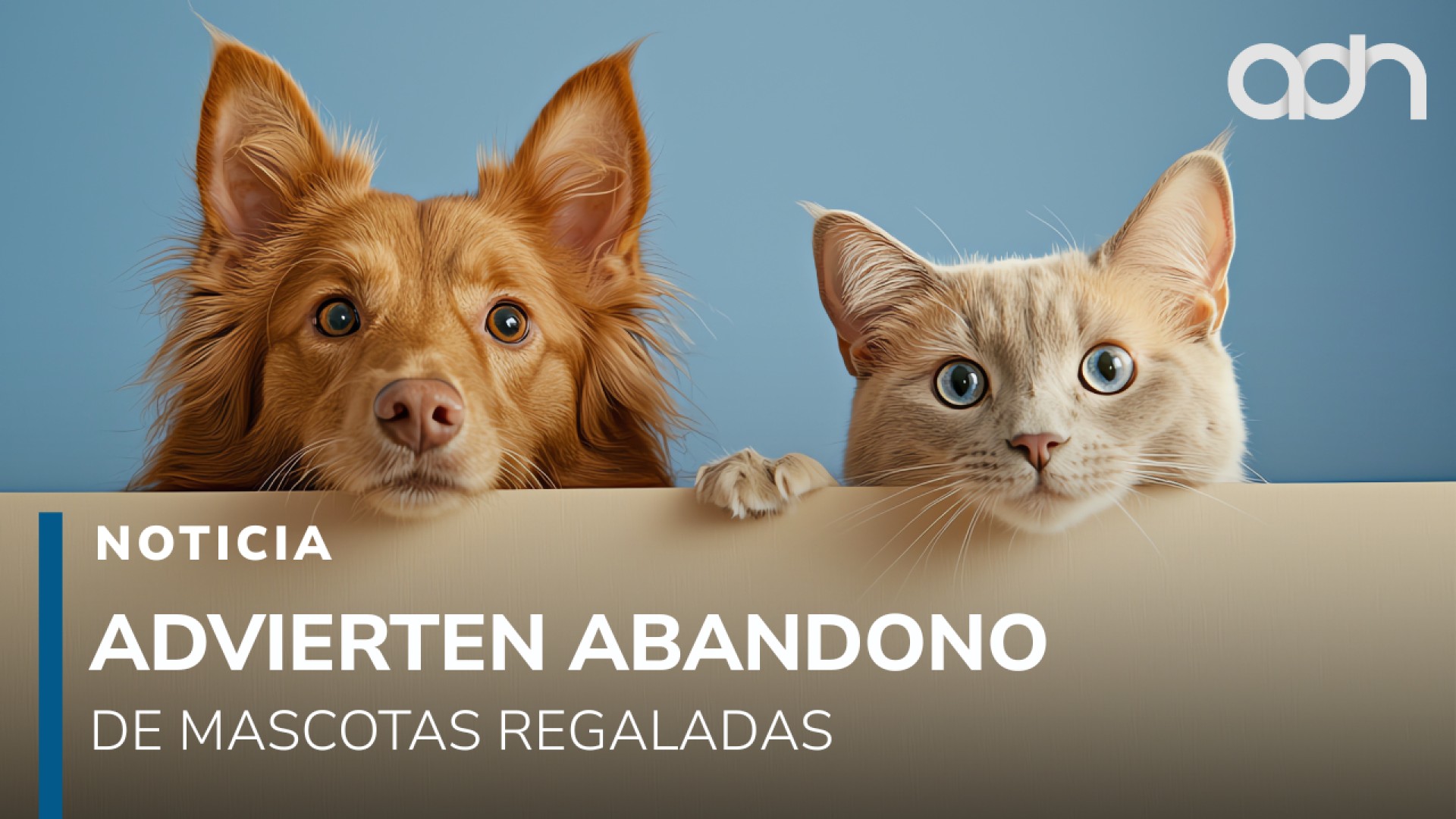 ¿Mascota de regalo? La dura realidad que pocos quieren ver