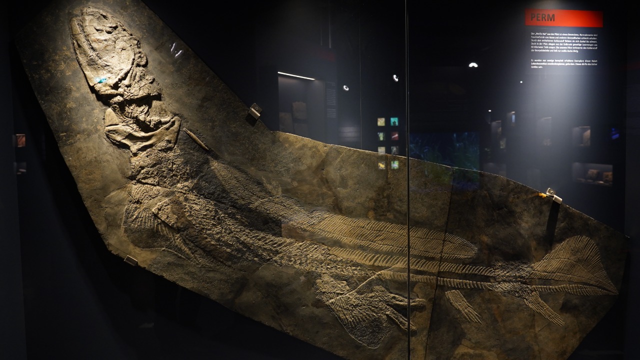 An 8-meter shark fossil predates megalodon and rewrites the timeline