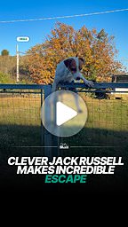 Smart Jack Russell makes incredible escape