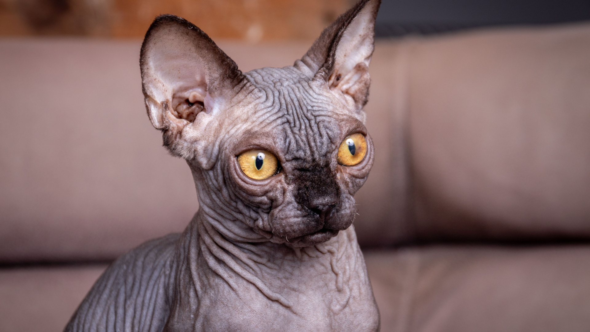 Things you need to know about Sphynx cats