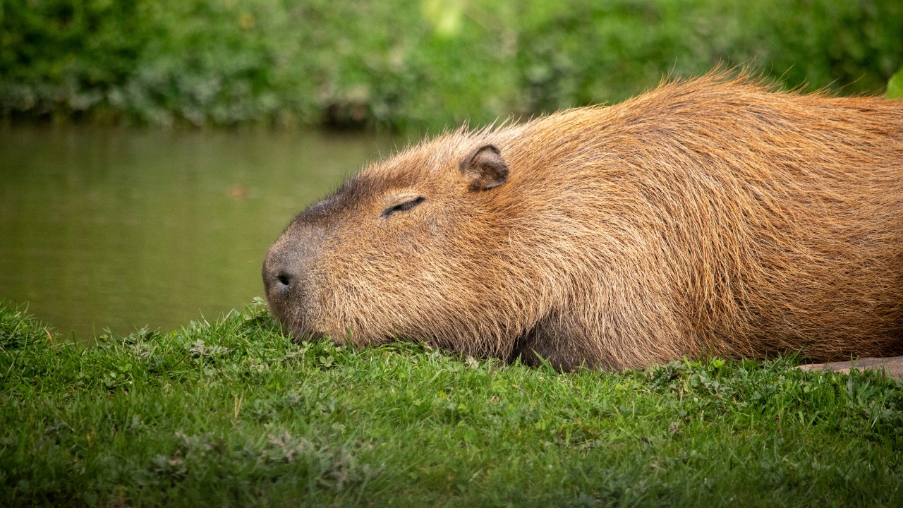 Why Crocs spare capybaras: the real reason isn’t what you think