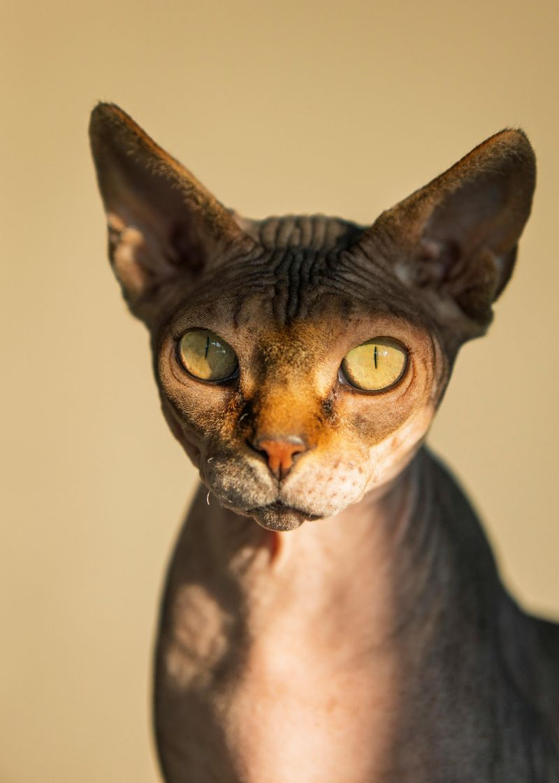 Things you need to know about Sphynx cats