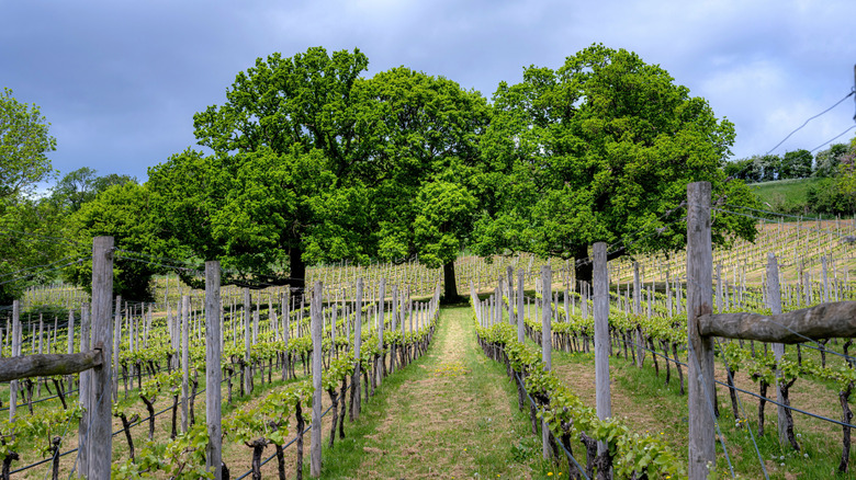 4 of the world's best wineries come from this country in Europe (and it ...