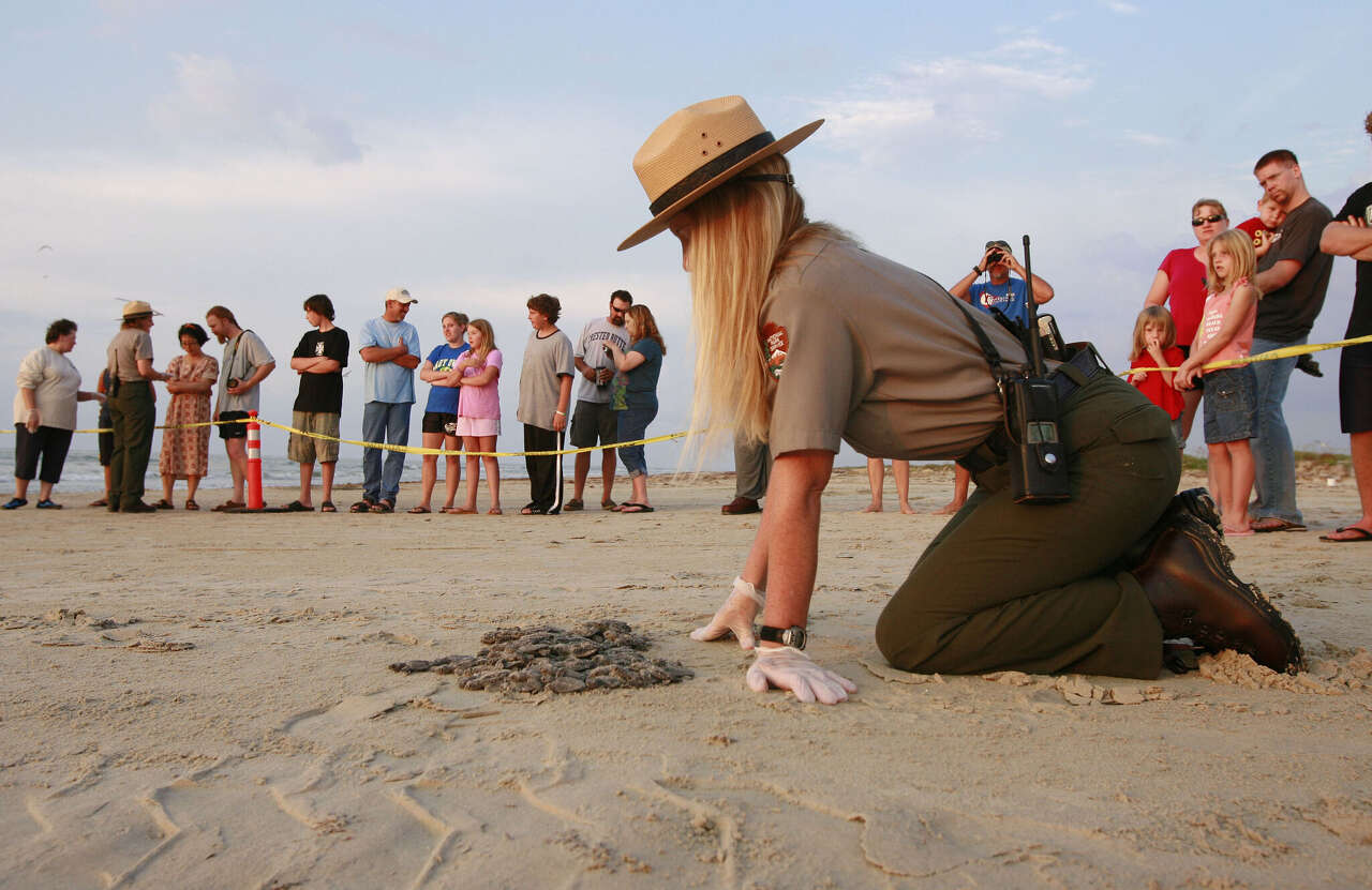 Texas sea turtle expert says she's leaving position 'not by choice'