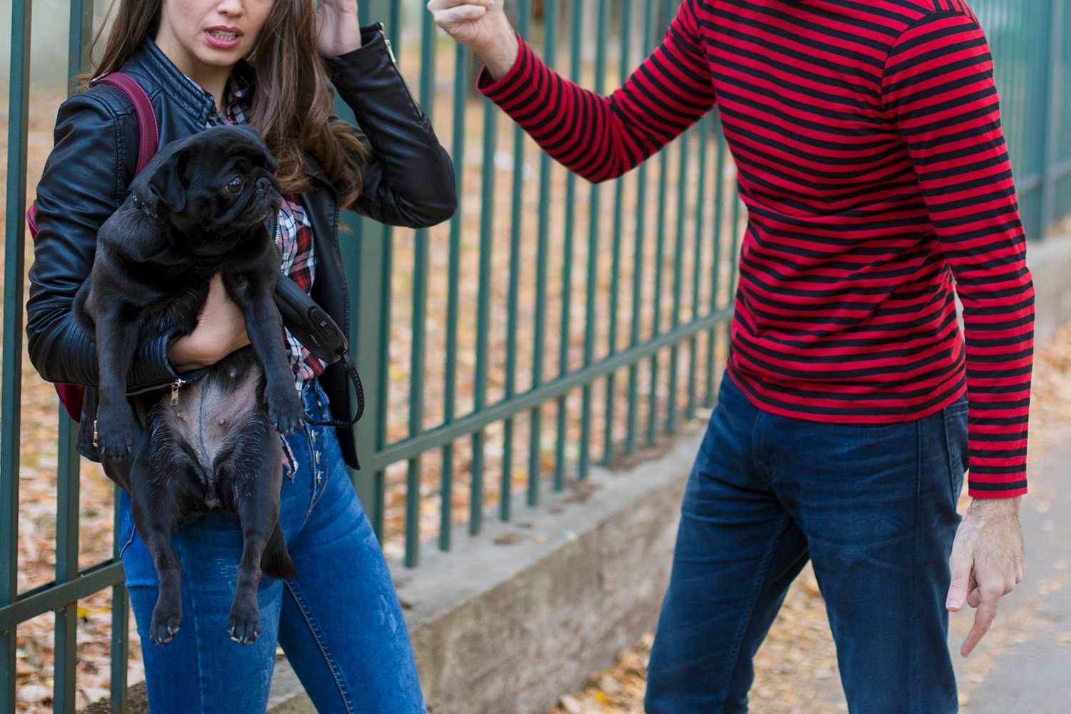 Woman refuses to put friend’s 'wolfdog' on her exotic pet permit after ...