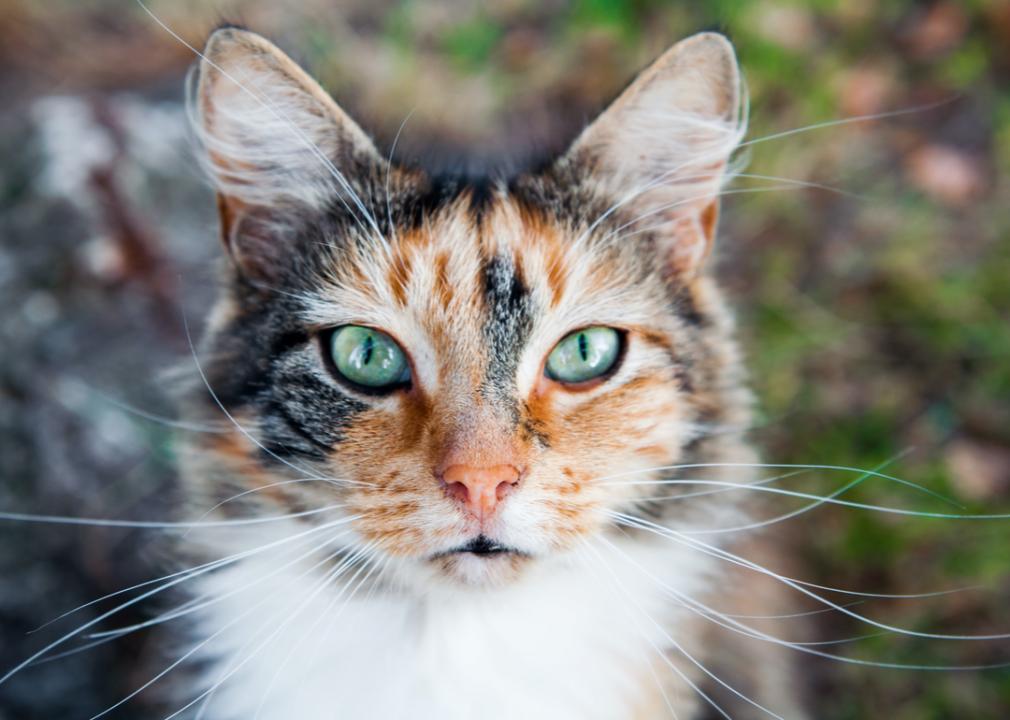 Are you a true cat lover? See how many of these 50 common cat questions ...