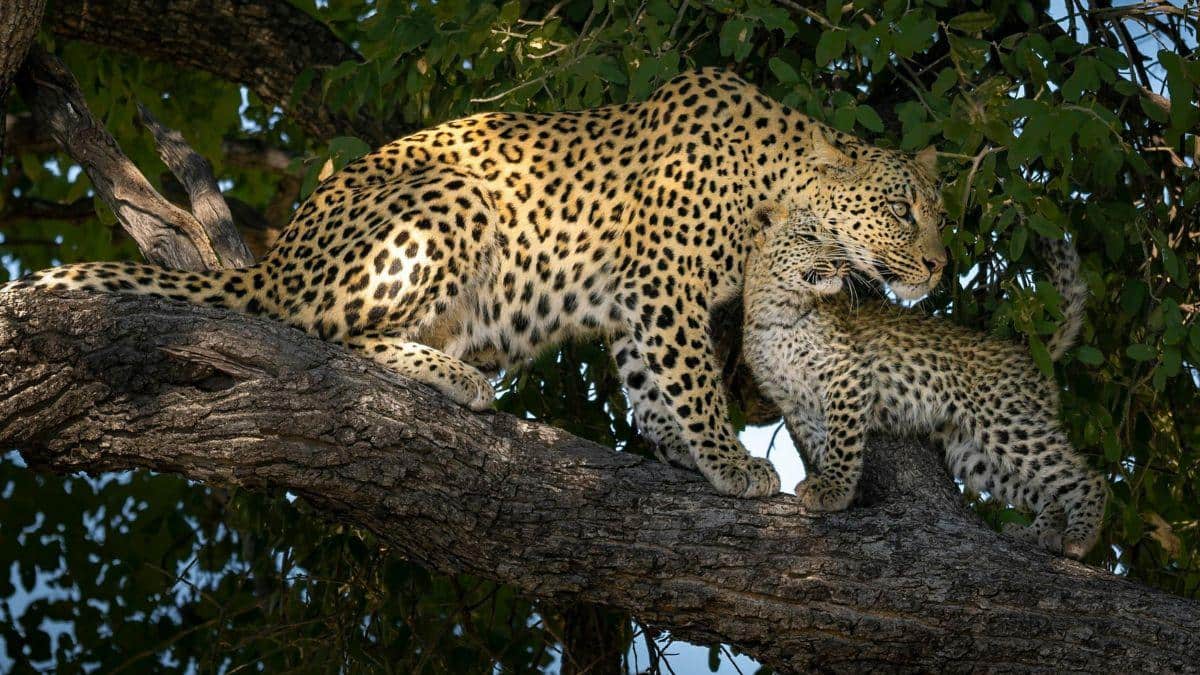 Leopard, unborn cubs found dead near Bengaluru; probe ordered
