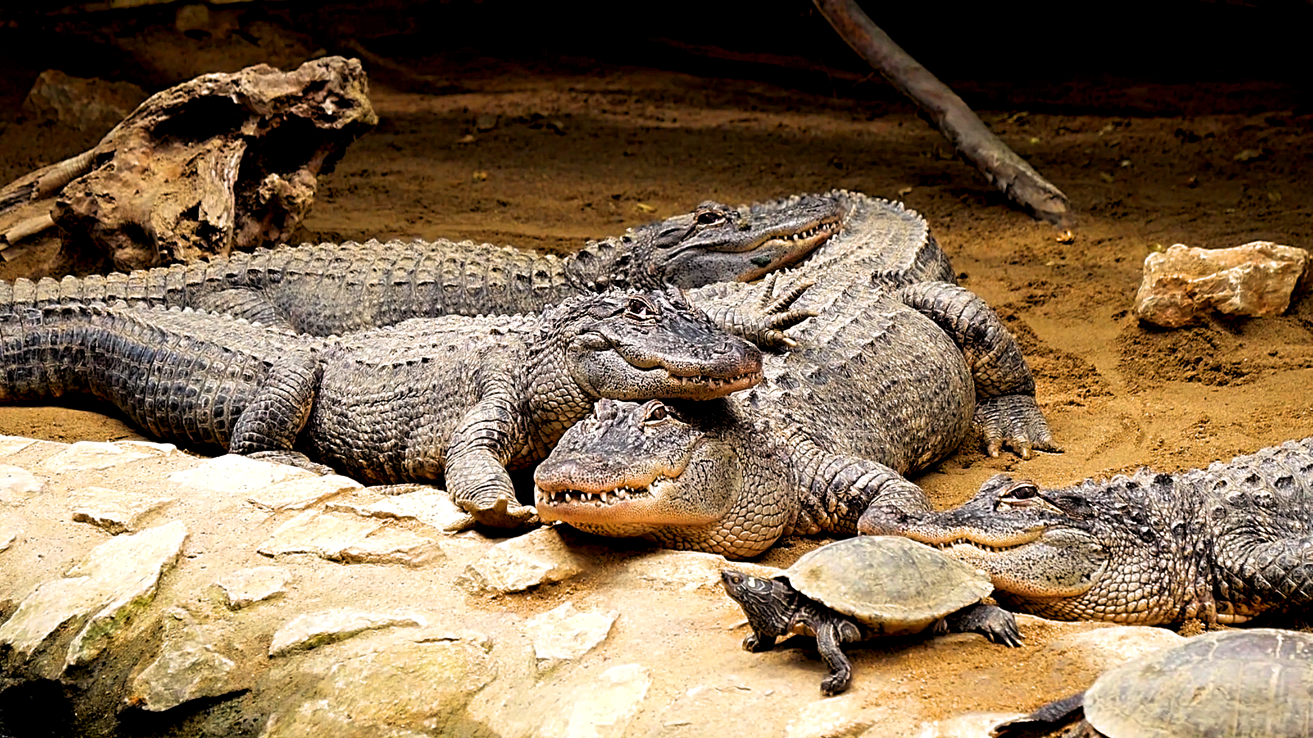 I caught a rare moment of a crocodile family on camera