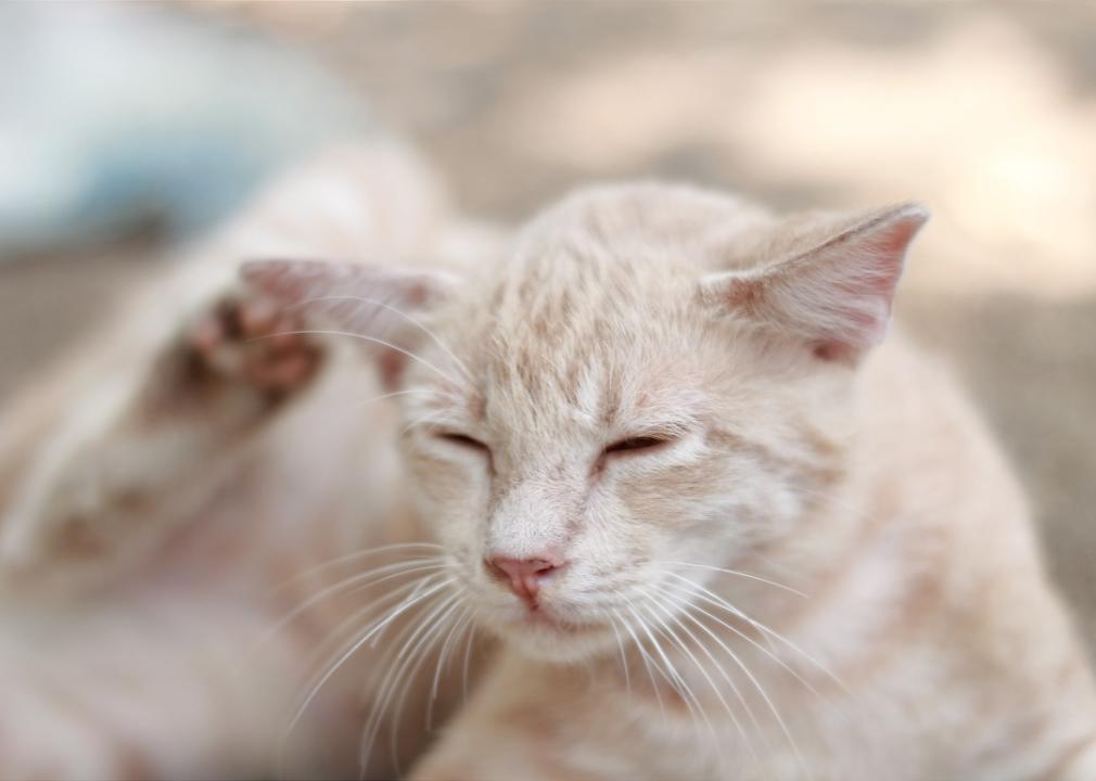 Are you a true cat lover? See how many of these 50 common cat questions ...