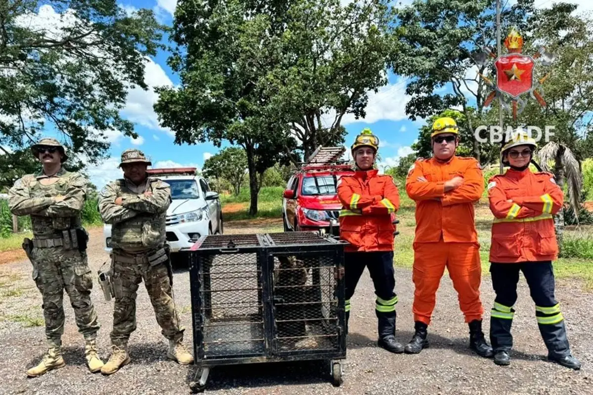 Bombeiros resgatam tamanduá em igreja no Gama