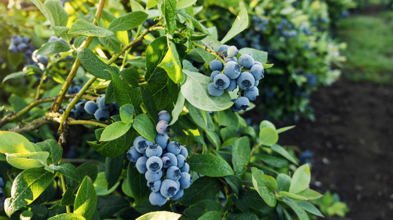 The best way to mulch blueberry plants in winter for better berries in ...