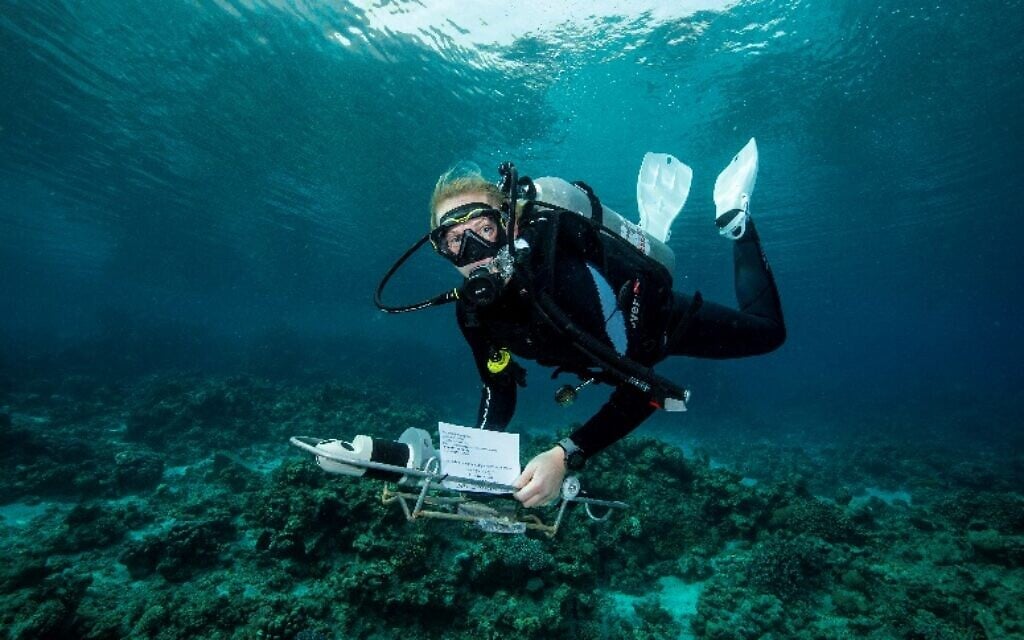 New Israeli research shows coral reefs shape the ebb and flow of local ...
