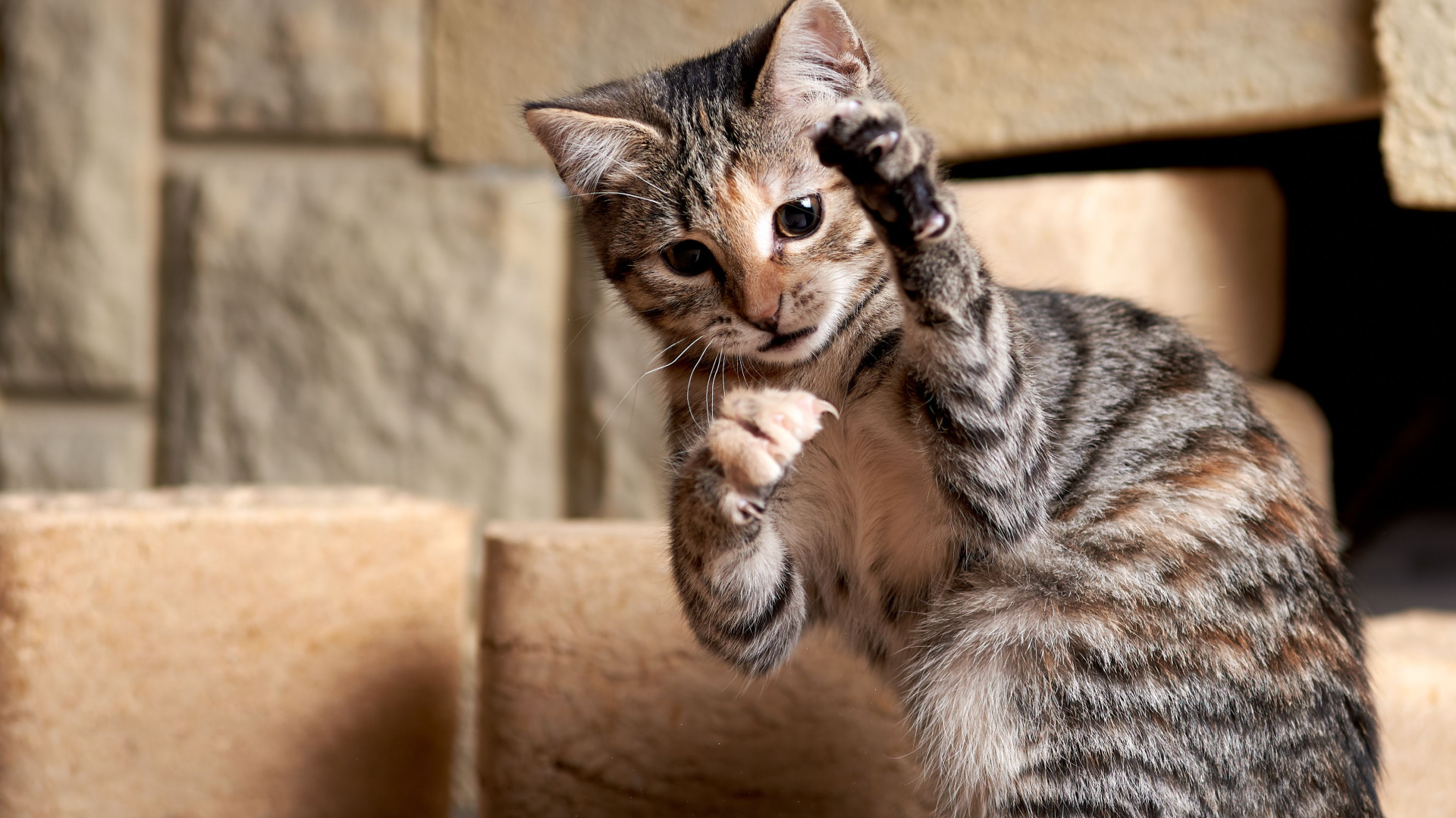 Tricks to teach your cat