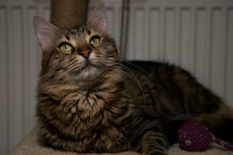 Tricks to teach your cat
