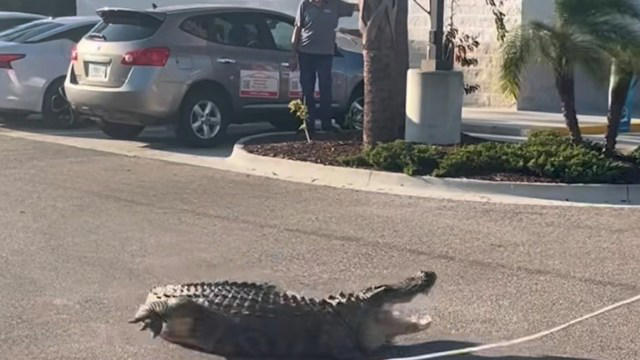Police officers take action after 10-foot-long alligator is spotted ...