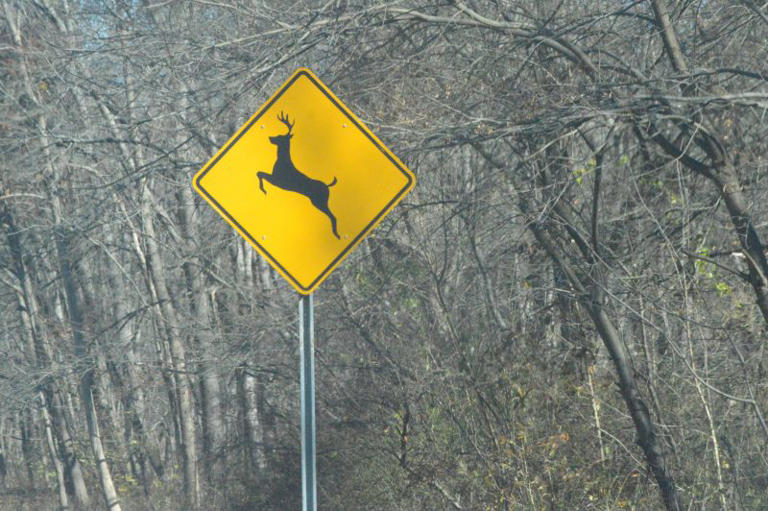 Sharpshooters to begin reducing deer population in Ohio
