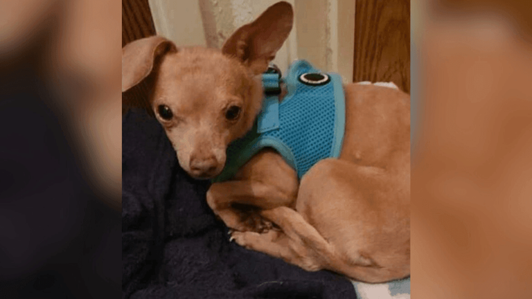 'New Beginnings for Merced County Animals' hosting first adoption event ...