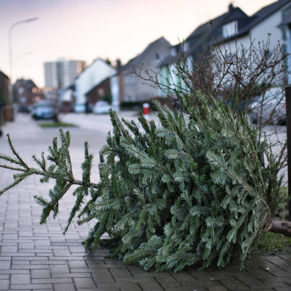 Tannenbäume werden ab dem 12. Januar abgeholt