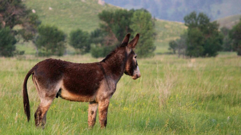 Have you ever wondered what happens when you combine the best horse and ...