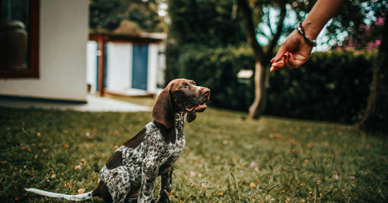 10 dog behaviors people mistake for dominance (but aren't)