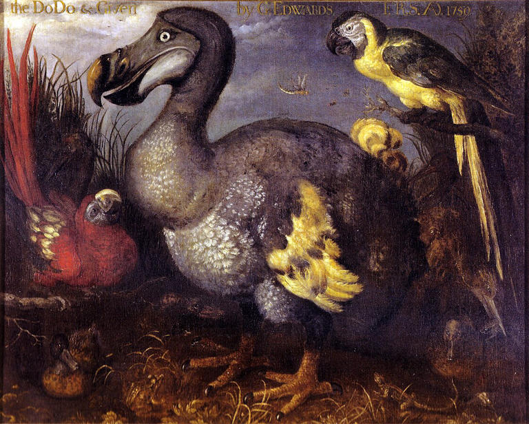 The dodo's closest cousin, the manumea, is not extinct after all