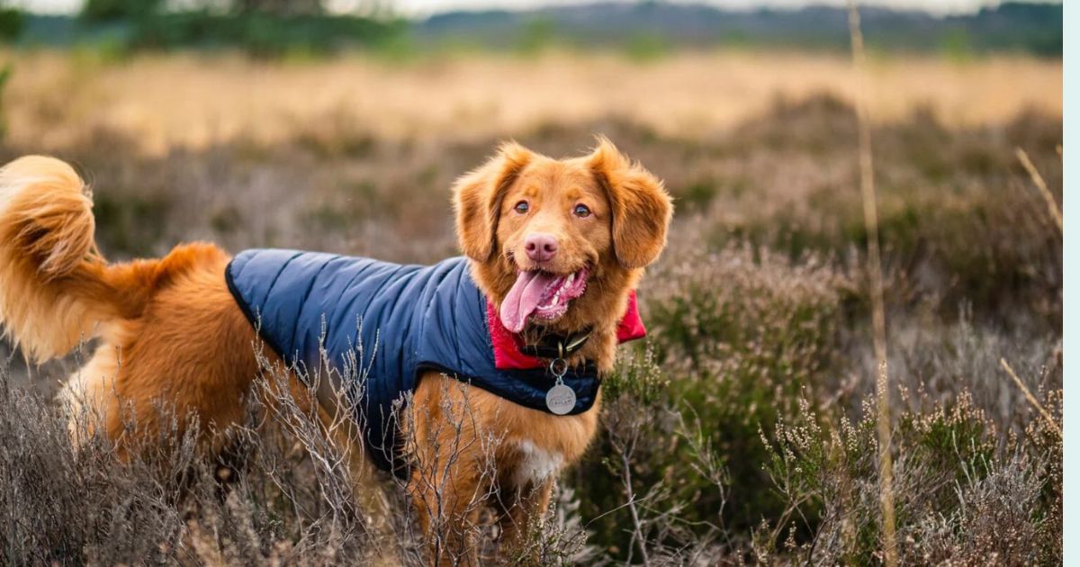 14 dog breeds that tend to be early risers and love morning walks
