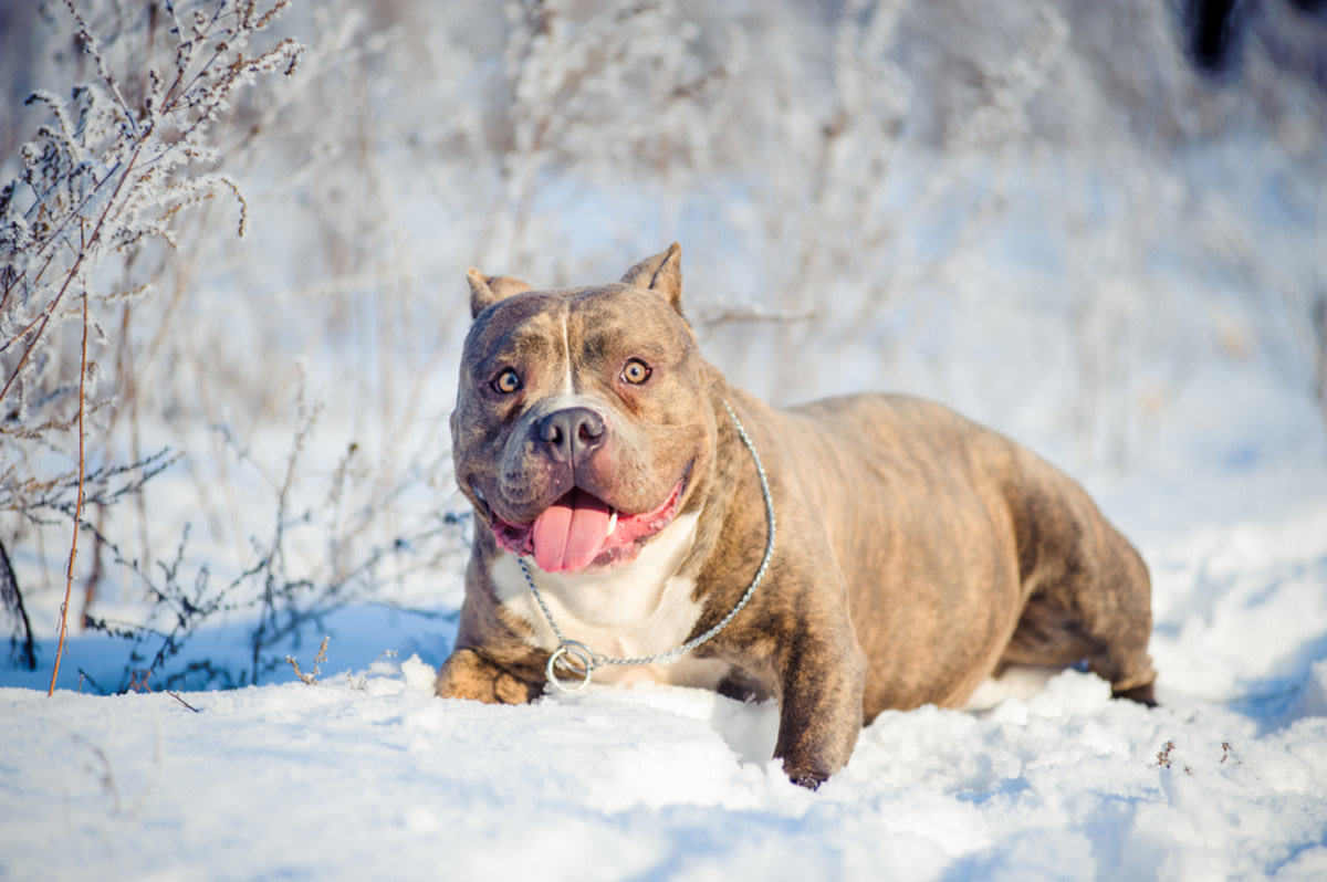 American bully trying to run in the snow is cracking people up