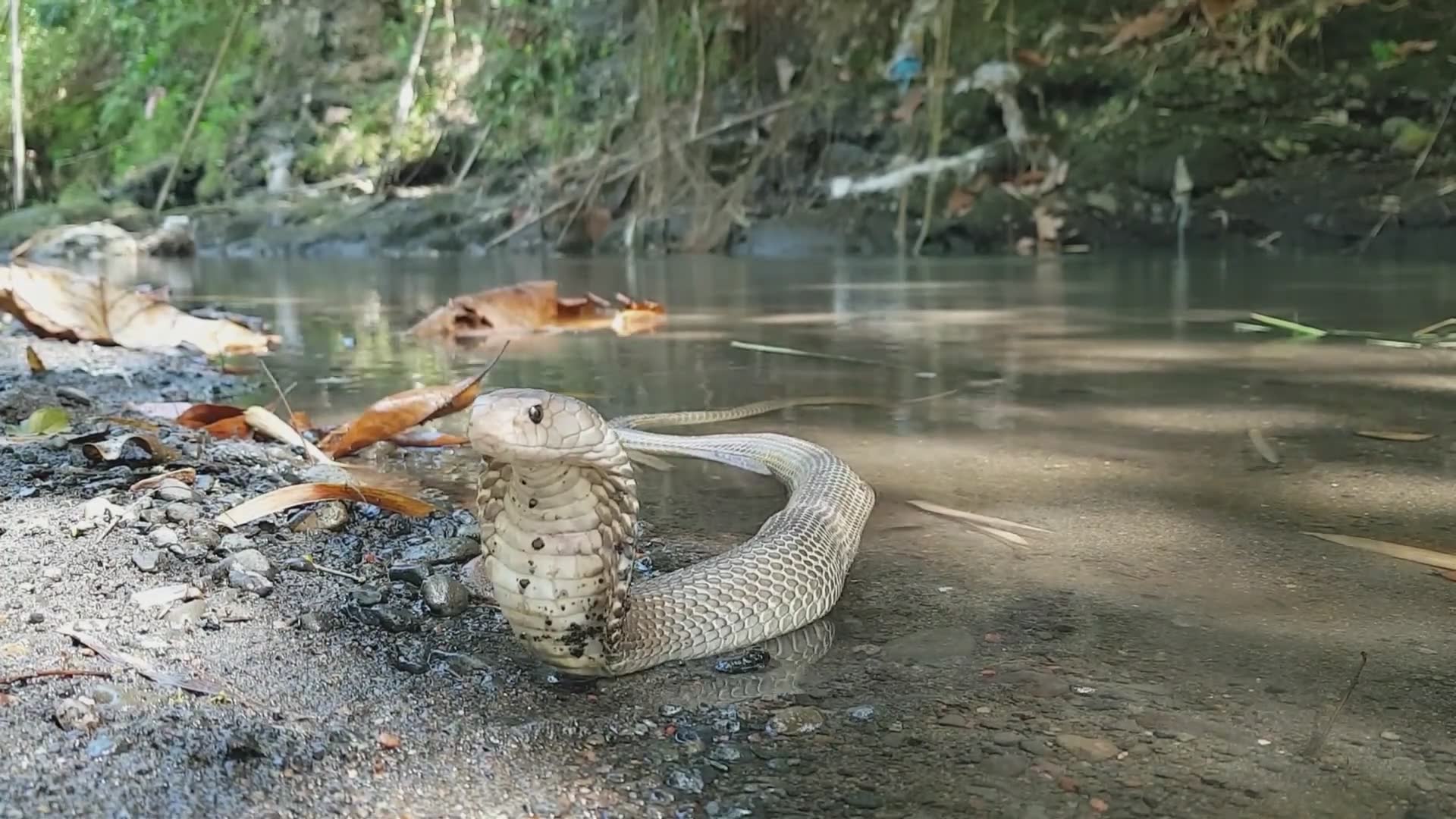 Spitting cobra unleashes venom spray defense mechanism