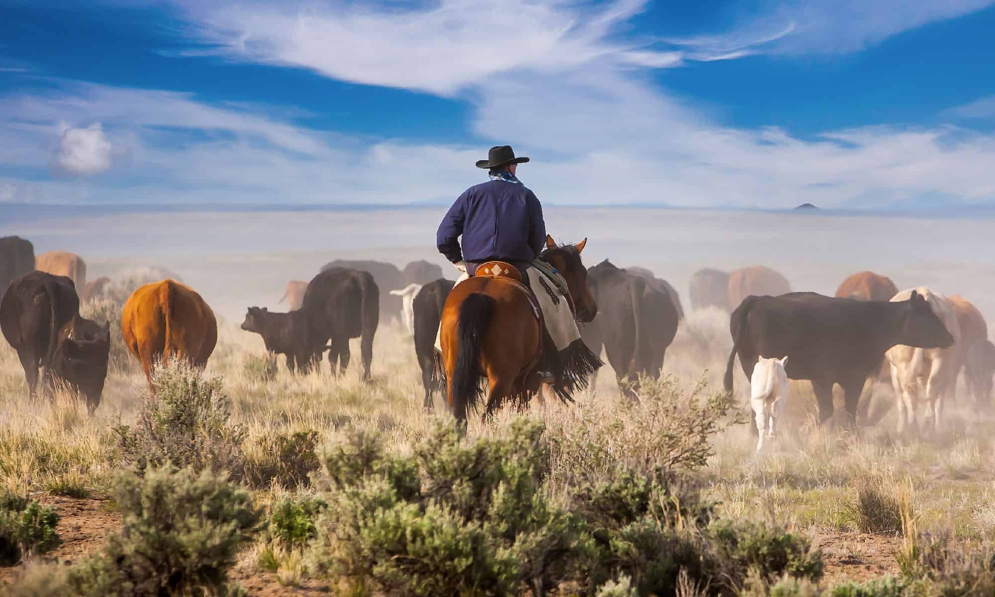 How working ranches keep open land and wildlife habitat intact