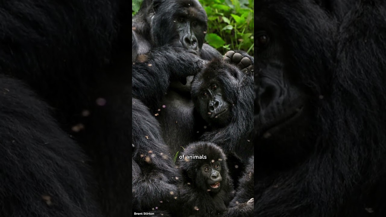 This is the largest tropical forest reserve!