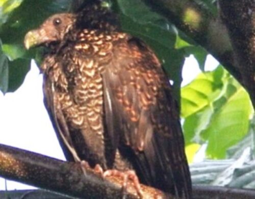 The dodo's closest cousin, the manumea, is not extinct after all
