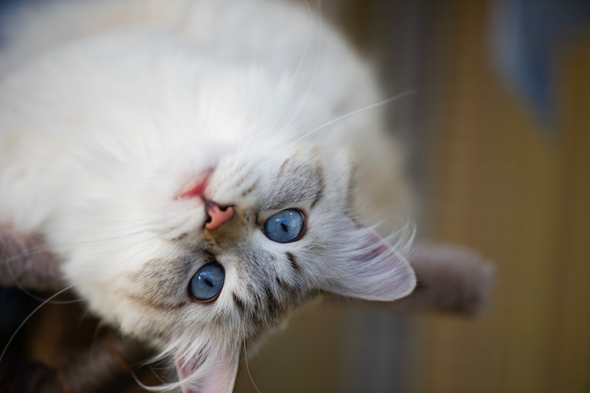 Compilation of Siberian cat's epic zoomies is the perfect end to 2025