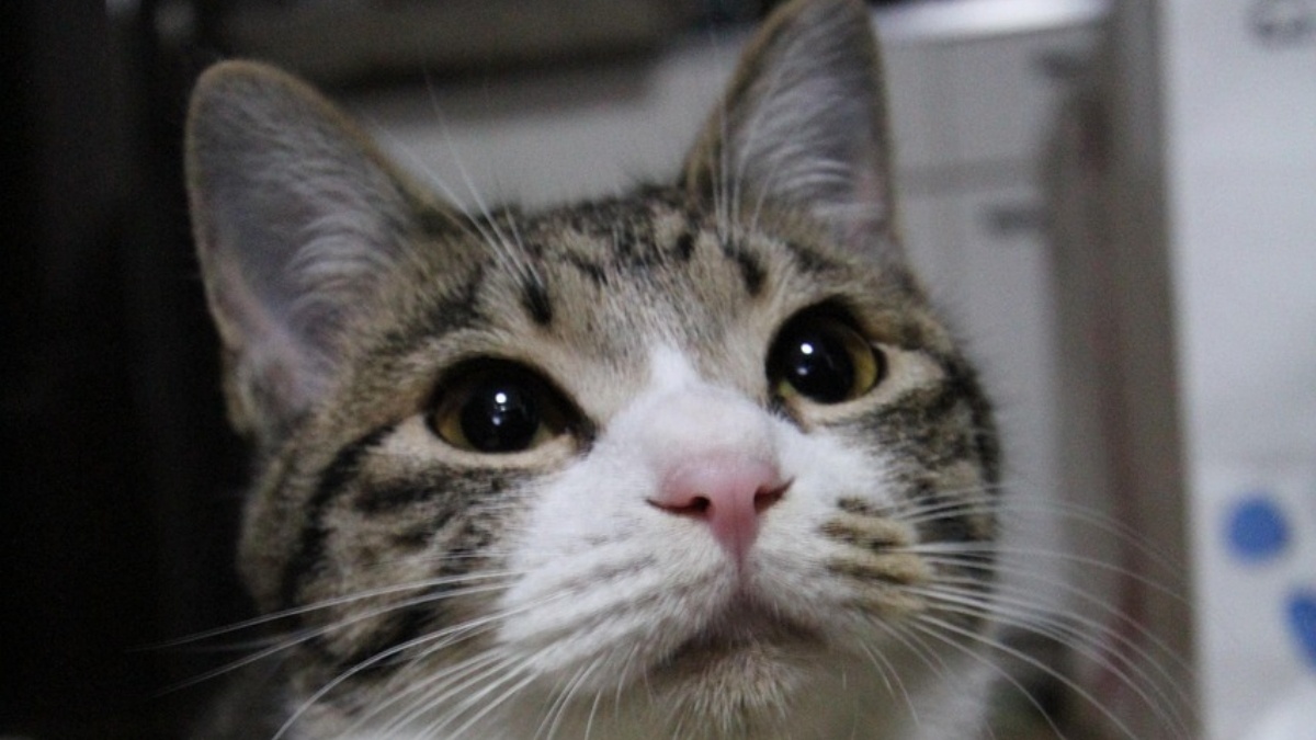 Your cat could go blind: these are the warning signs that your pet ...