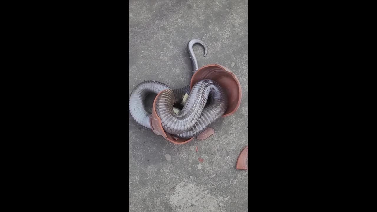 Dramatic snake rescue: Trapped in clay pots in Vietnam!